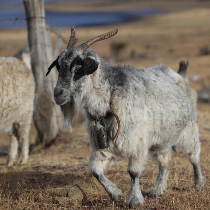 Argentine Criollo Goat - Breed Profile - Goat Journal
